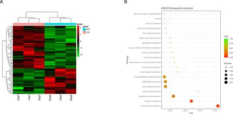 Transcriptome Sequencing And Kegg Pathway Enrichment Analysis Ins 1