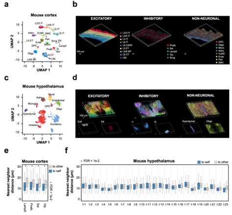 Spatial Organization Of Cell Types In The Mouse Cortex And Hypothalamus Download Scientific
