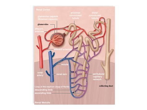 The Renal System Ppt Download