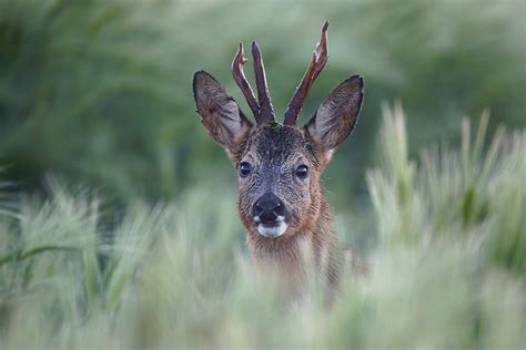 In Der Gerste Forum Für Naturfotografen