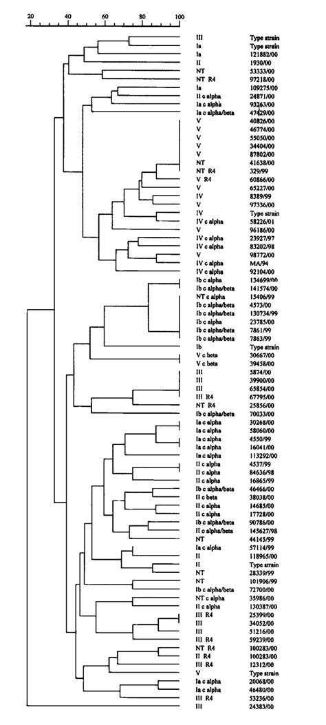 Cluster Analyses Of Pfge Patterns Obtained After Smai Digested