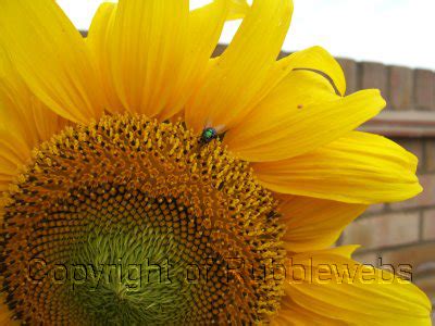 Watermark Examples