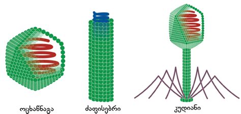 ფლორა და ფაუნა