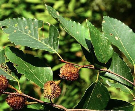 光叶水青冈红青冈木 伤感说说吧