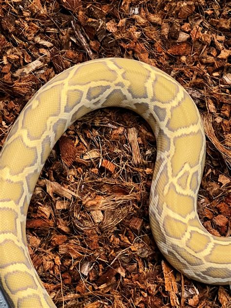 Gulf Coast Line Caramel Burmese Male Burmese Python By Piedtopia
