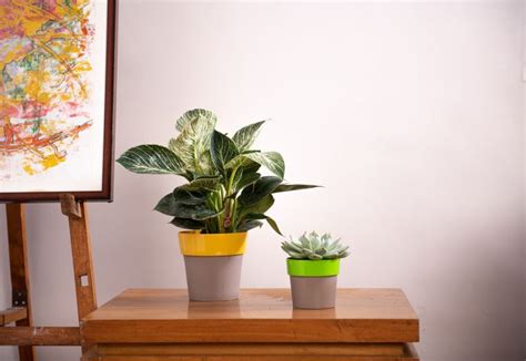 Multi Color Round Plain Polypropylene Plastic Flower Pots For Tabletop