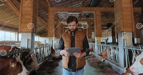 Farmer In Orange Vest Using Tablet Computer In Modern Dairy Farm Facility Cowshed Agribusiness
