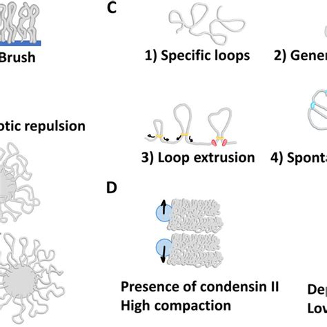 Conformations Of Chromatin Loops And Their Repulsive Effects A Low Download Scientific