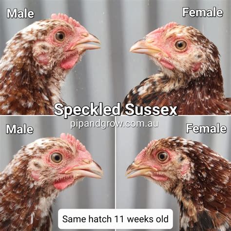 Sussex Sexing Tips Pip And Grow