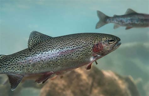 Rainbow Trout Ndow