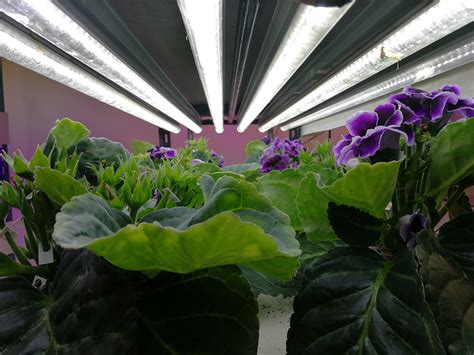 Led Propagation Hydro Harvest