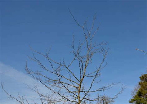 Thorns Tree Free Stock Photos Images And Pictures Of Thorns Tree