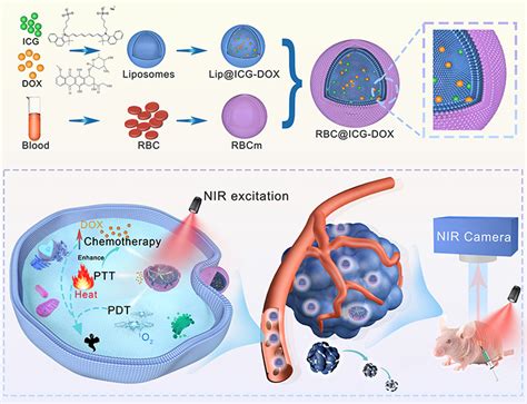 Nir Triggered Bionic Bilayer Membrane Encapsulated Nanoparticles For S Ijn