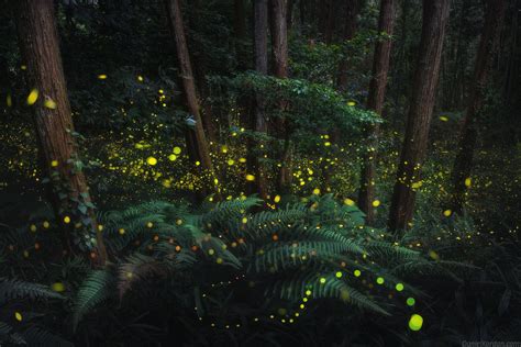 Fireflies At Night Photography