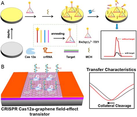 Biosensors Free Full Text Crispr Based Biosensors For Medical Diagnosis Readout From