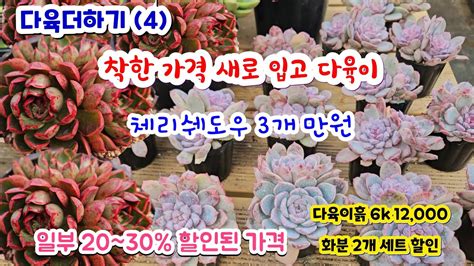 다육더하기 편 예쁜 다육이 입고 한편으로 몰아보기 대폭할인 천원 다육이 YouTube