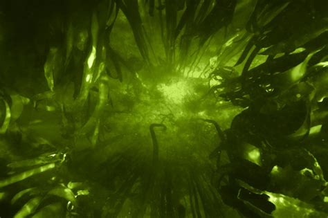 Biostimulants Introlab