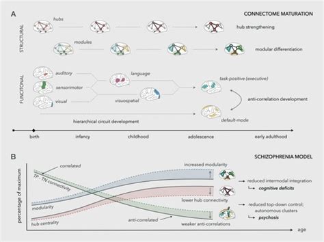Full Article Connectome Development And A Novel Extension To The Neurodevelopmental Model Of