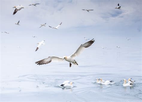 Diving Gannets And Seabird Photography In Collaboration With Nikon