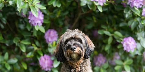 The Cockapoo Colour Wheel