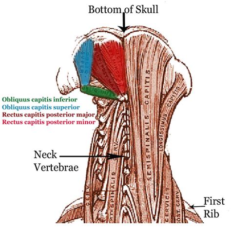 Rectus Capitis