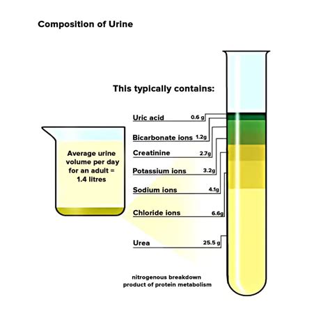 Normal Constituents Of Urine Analysis Allied Guru