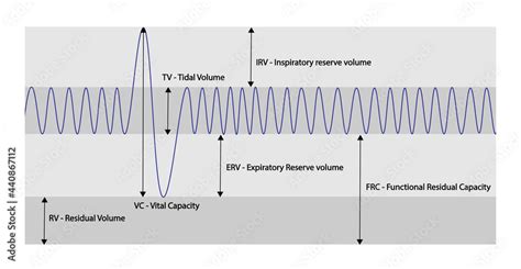 Spirometry Curve Analyses Illustration Of Spirometry Curves Stock Illustration Adobe Stock