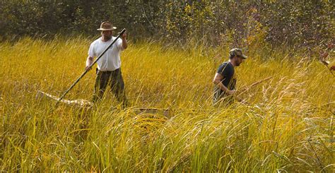 Steps To Harvesting Wild Rice At Maria Kring Blog
