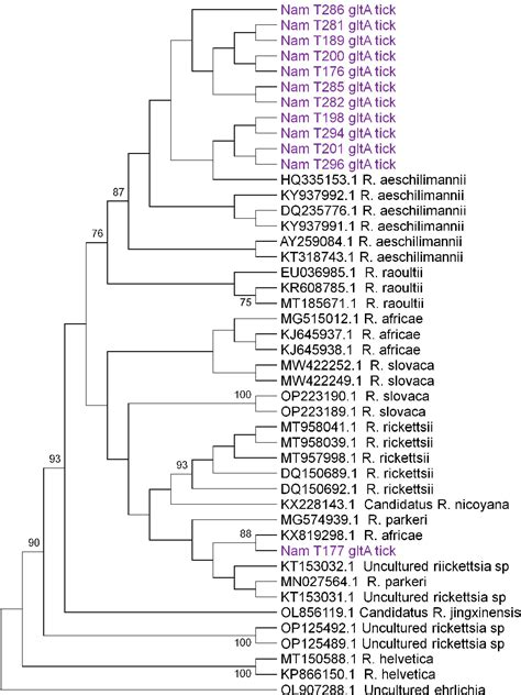 Figure 2 From Molecular Detection And Characterization Of Rickettsia Species In Ixodid Ticks