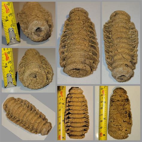 Ancient Shark Teeth In Alabama Creeks Point To A Past Ruled By Prehistoric Predators Artofit