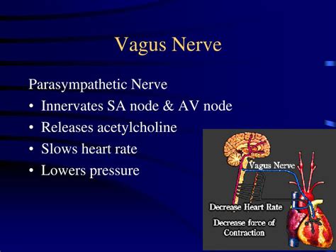 Ppt Cardiovascular Regulation Powerpoint Presentation Free Download