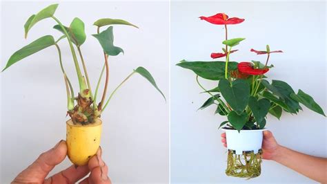 Anthurium Propagation How To Grow Anthurium With Banana In Water For