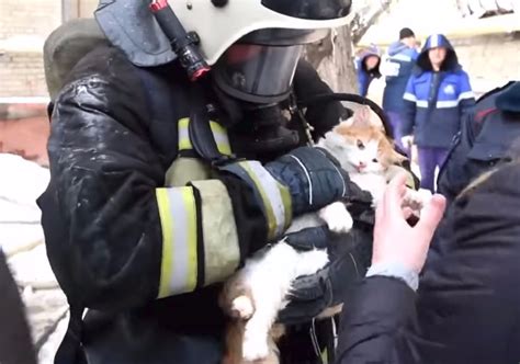 Dying Cat Saved By A Firemans Miraculous Cpr Attempt Stillunfold