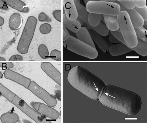 Morphology Of The Intact B Subtilis Cells A B Ultrathin Sections Of