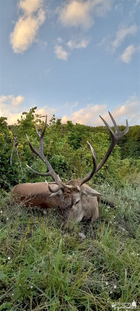 Red Stag Hunt Romania Red Stag Hunt Romania