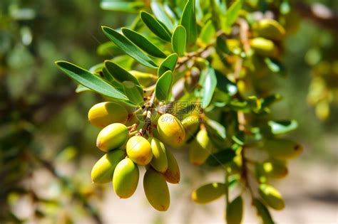 橄榄树上长满了橄榄高清图片下载 正版图片600623764 摄图网