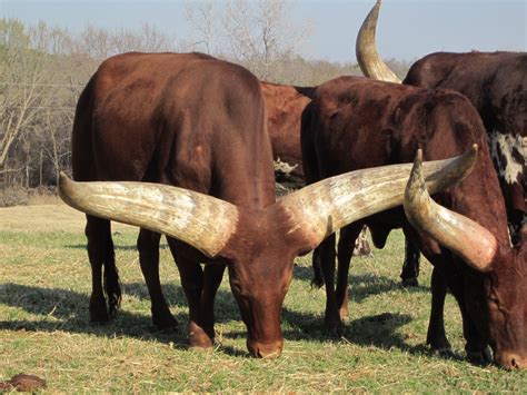 Watusi Cattle With Impressive Horns Race De Vache Faune Et Flore