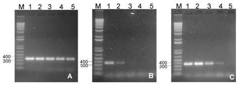Detection Of African Cassava Mosaic Virus ACMV In DNA Extracted From Download Scientific