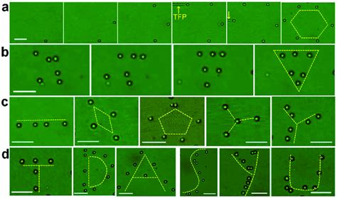 Images Of Particle Positioning And Arrangement A From Left To Download Scientific Diagram