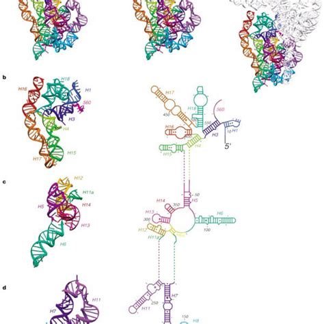 Structure Of The 5 Domain Of 16s Rnaa Stereo View Of The Entire 5