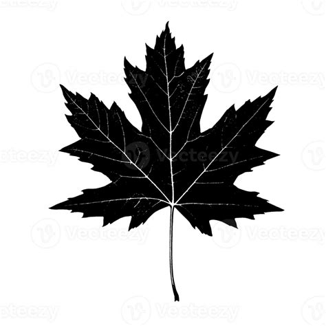 Maple Leaf Shape 24994560 Png