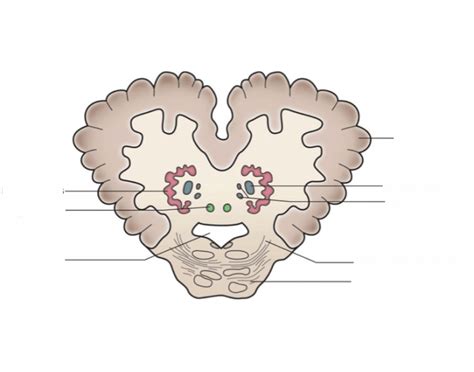 Deep Cerebellar Nuclei Transverse Section Quiz
