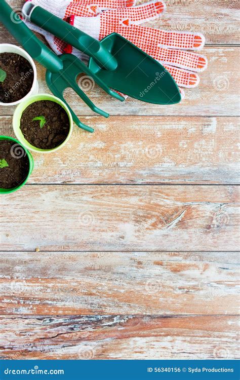 Close Up Of Seedlings And Garden Tools Stock Photo Image Of Cultivated Green 56340156