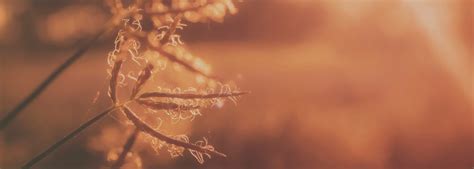 Crm Integration Services Integrate Your Crm Melonleaf