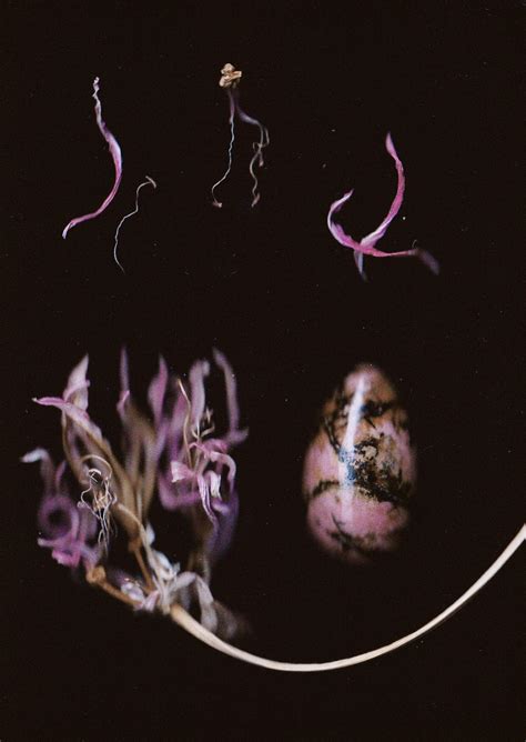 Scanography Behance