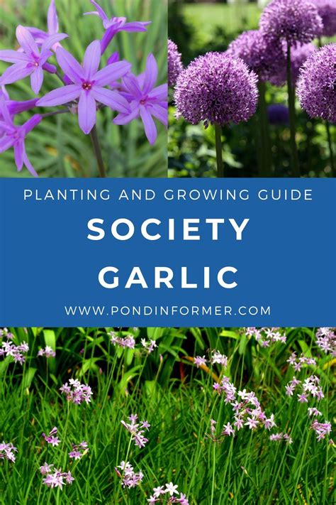 How To Plant And Grow Society Garlic Society Garlic Planting Herbs