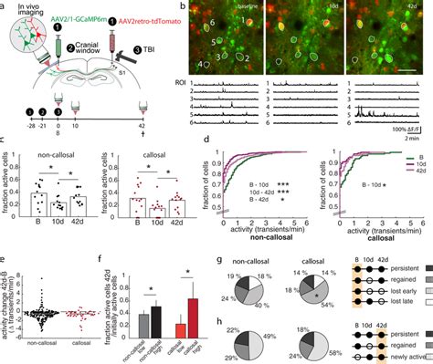 Contralesional Neurons Display Dynamic Alterations Of Spontaneous
