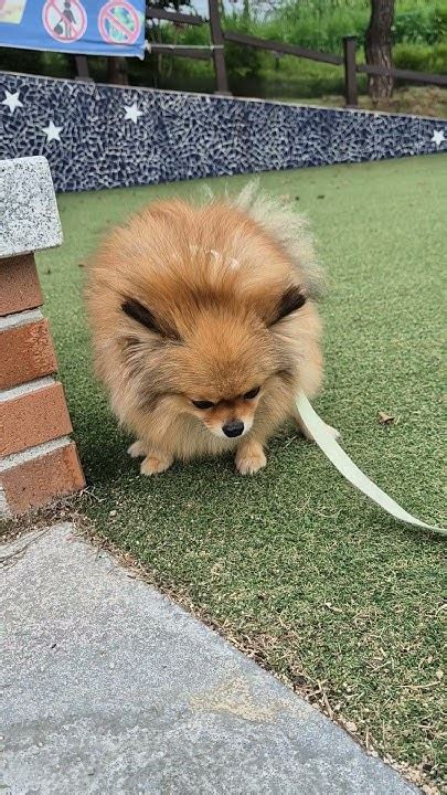 아가강아지 응가 ♡ 강아지쇼츠 강아지 Youtube