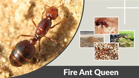 Fire Ant Queen Identification Habitat Behavior And Life Cycle