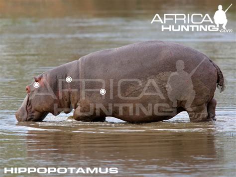 Hunting Hippopotamus